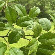 Plant Communities | CMP Tree Selection Tool